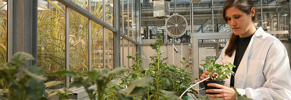 RNA Sprays for Smarter Plant Protection - Research in Bavaria